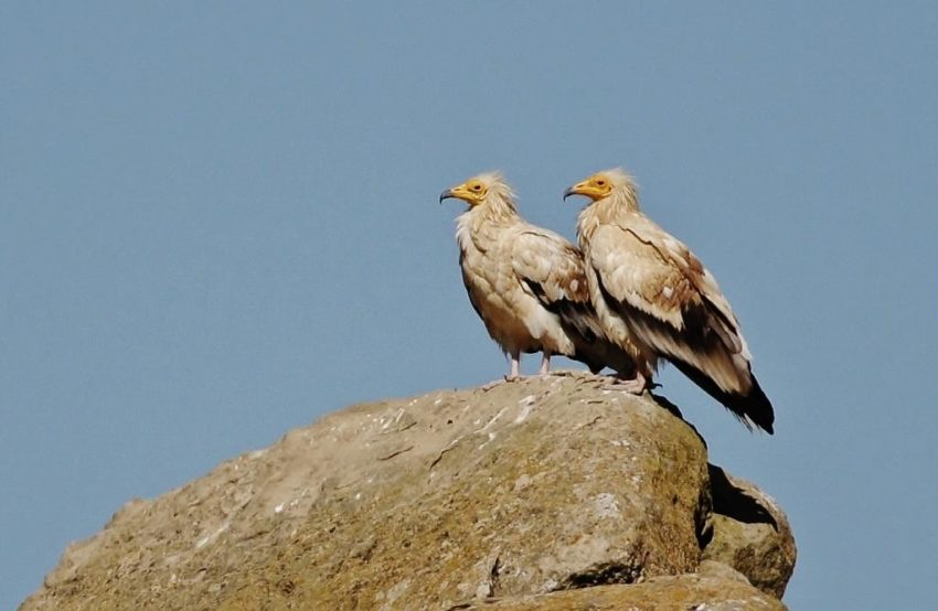 Le vautour percnoptère – Journal Farandole